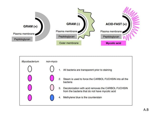 Acid fast staining | PDF | Chemistry | Science