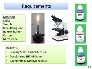 Acid fast staining | PDF