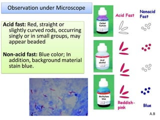acid-faststaining for differentiate acid fast bacteria.pptx | Chemistry ...
