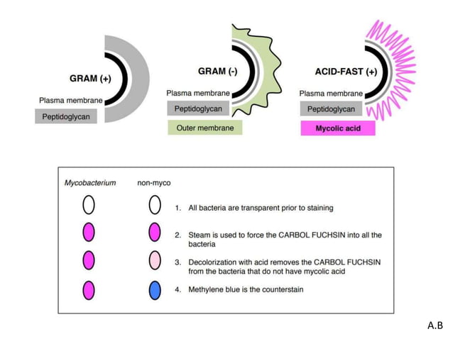 acid-faststaining for differentiate acid fast bacteria.pptx