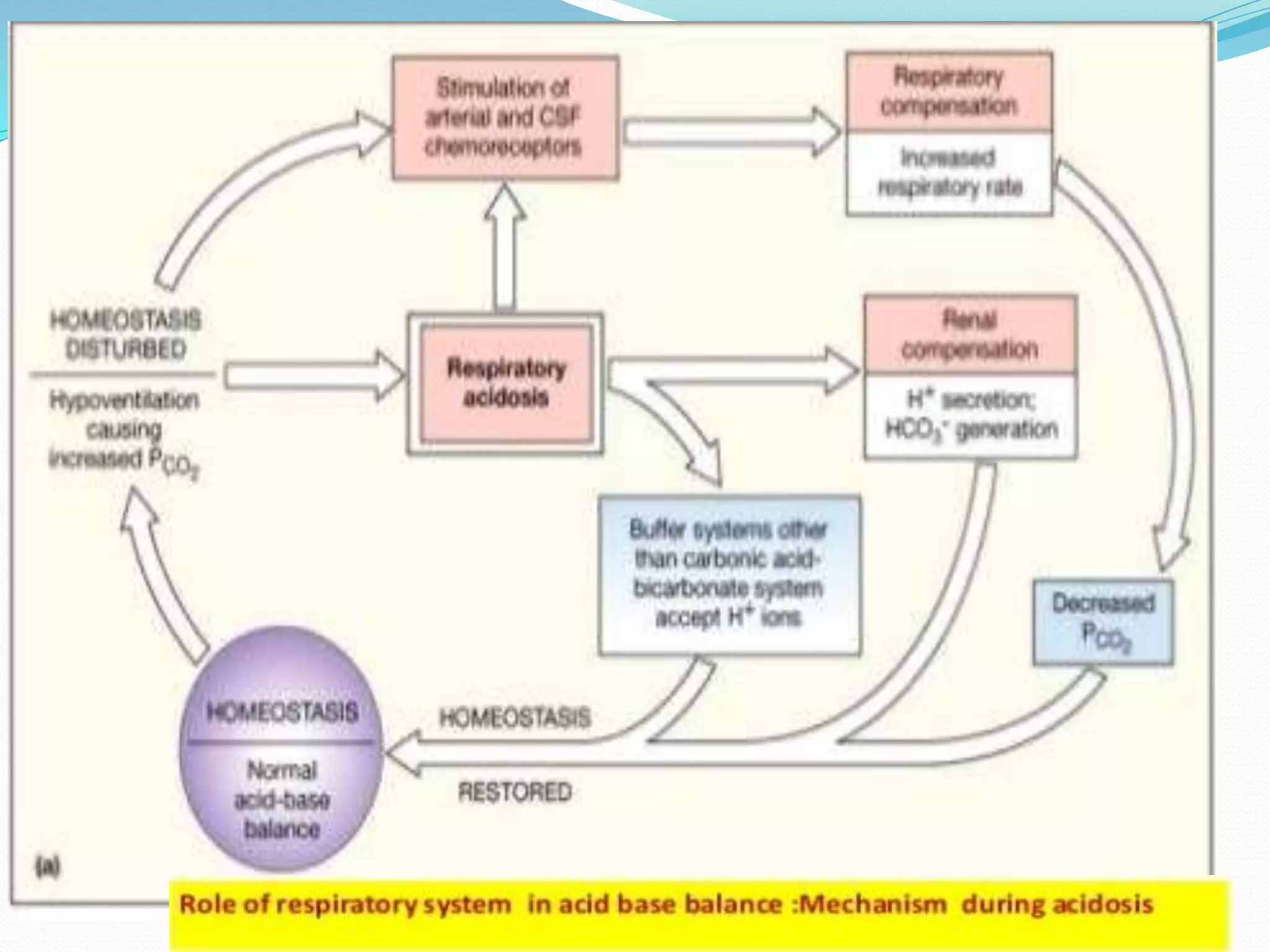 Acid base balance and Imbalance | PPTX | Chemistry | Science