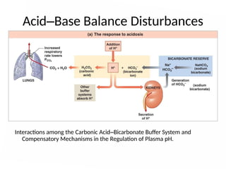 ACID BASE balance and ph buffers medical.pptx
