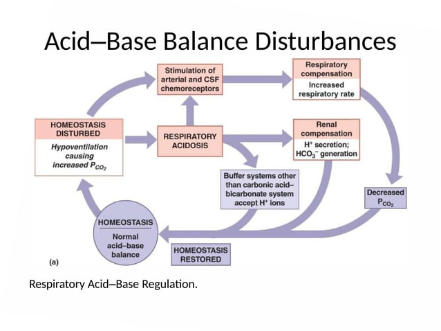 ACID BASE balance and ph buffers medical.pptx | Lung and Respiratory Health | Diseases and ...
