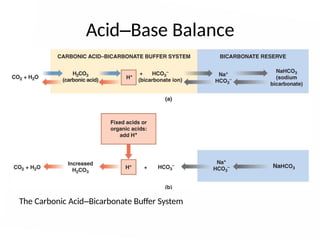 ACID BASE balance and ph buffers medical.pptx