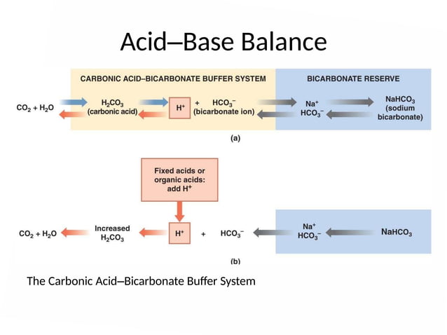 ACID BASE balance and ph buffers medical.pptx | Lung and Respiratory Health | Diseases and ...