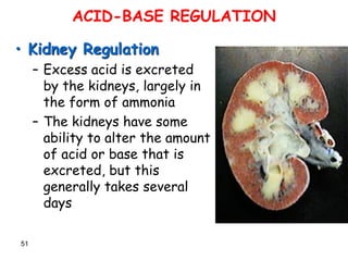 Acid base balance | PDF