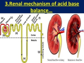 Acid base balance | PPT
