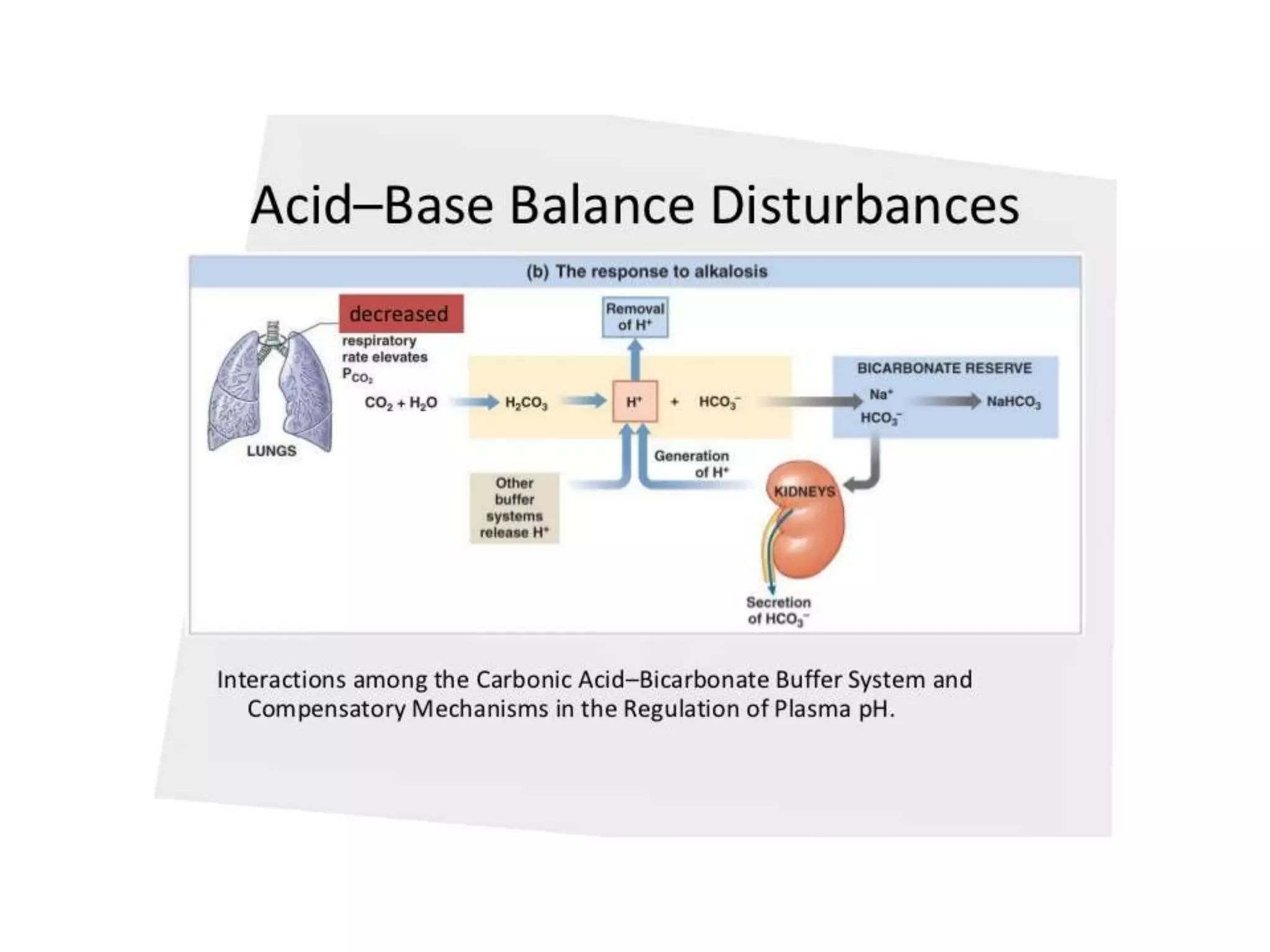 Acid base balance | PPT
