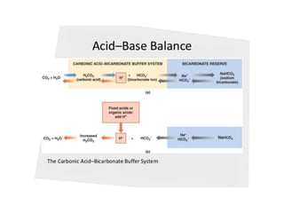 Acid base balance | PPT
