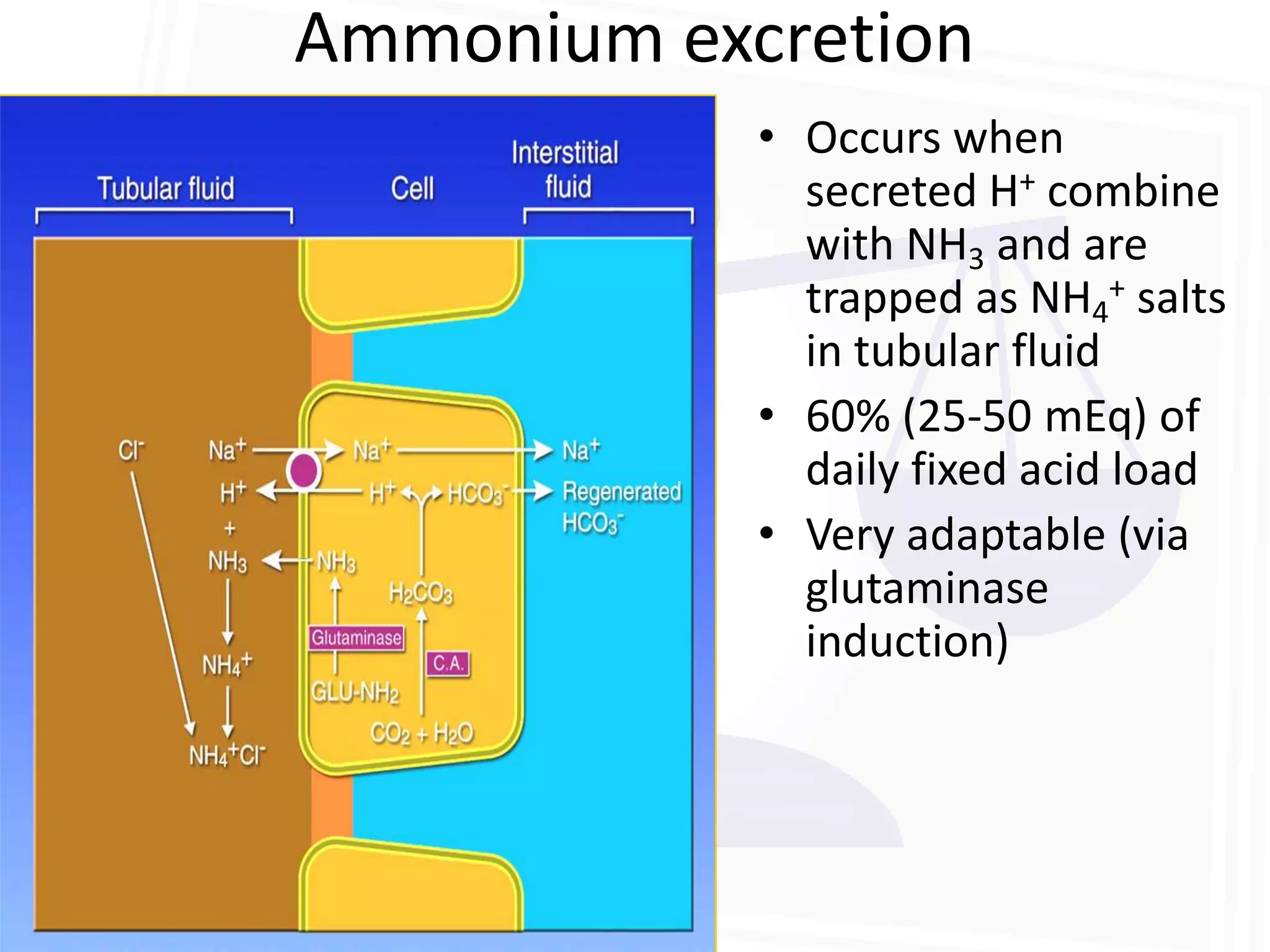 acid base balance.pdf