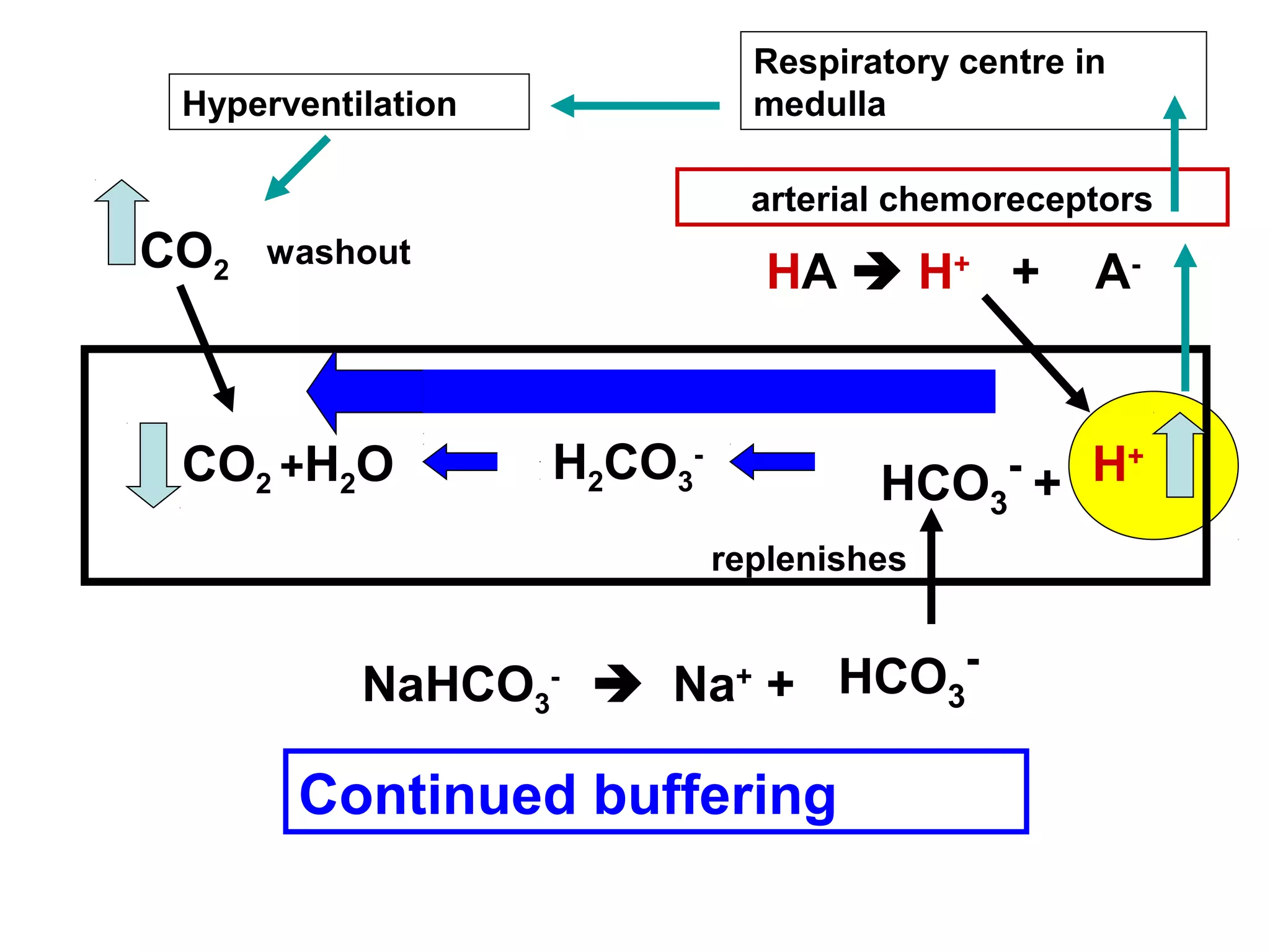 Acid Base Balance and Primary Disturbances - basic concepts | PPSX