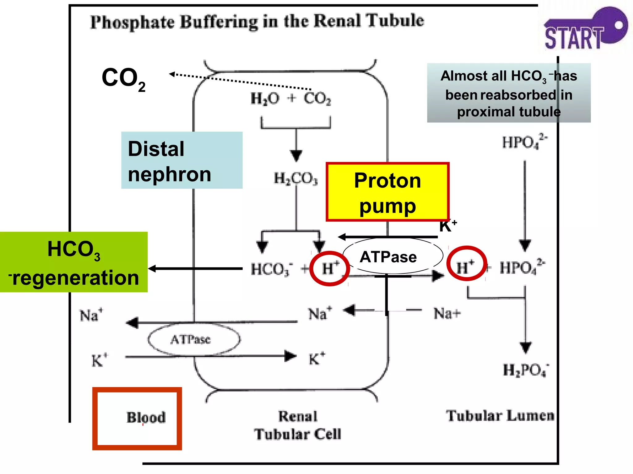 Acid Base Balance and Primary Disturbances - basic concepts | PPSX