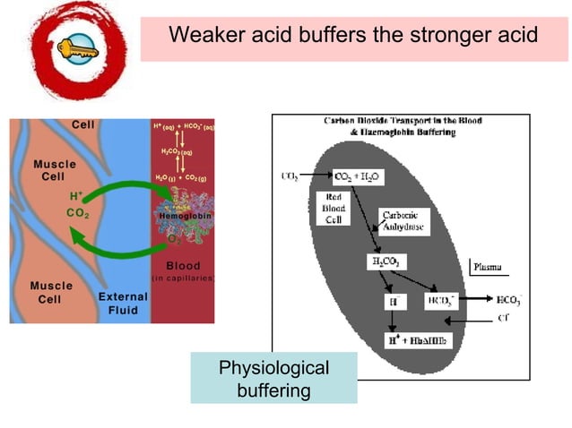 Acid Base Balance and Primary Disturbances - basic concepts | PPSX ...