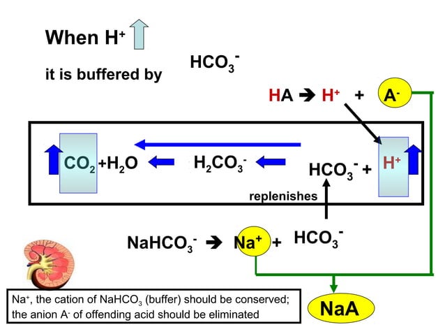 Acid Base Balance and Primary Disturbances - basic concepts | PPSX ...