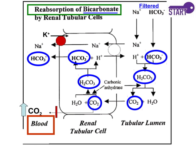 Acid Base Balance and Primary Disturbances - basic concepts | PPSX ...