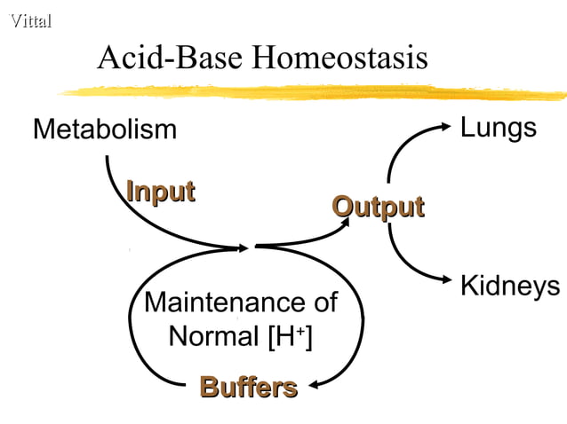Acid-Base Balance : Basics | PPT