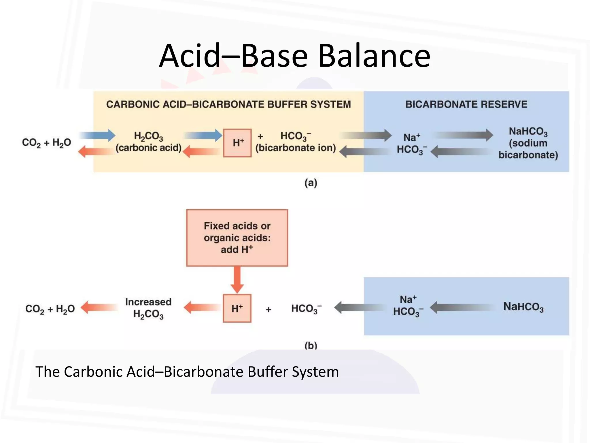 Acid base balance | PPTX