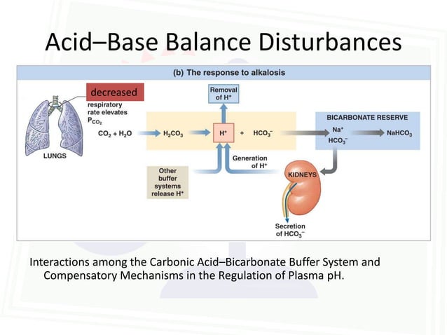 Acid base balance | PPTX | Blood Disorders | Diseases and Conditions
