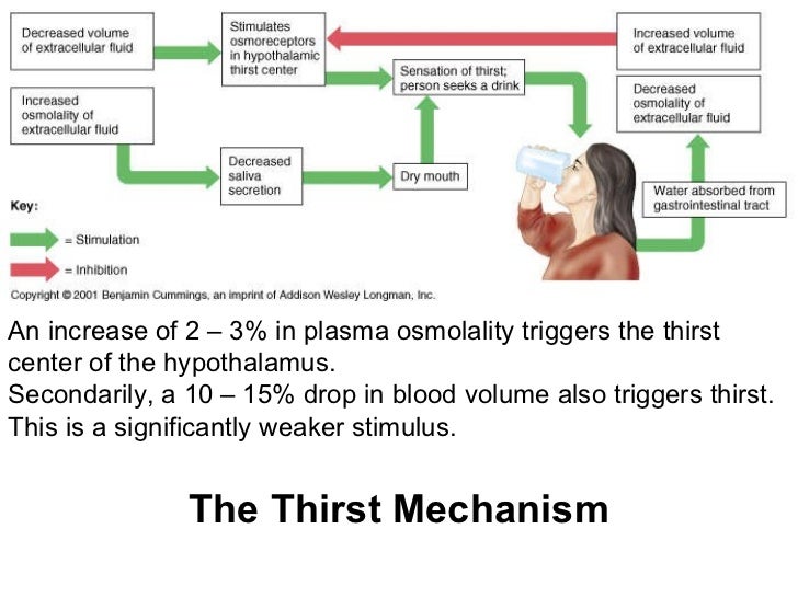 Describe The Thirst Mechanism