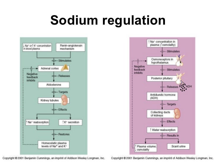 Acid base balance + fluid balance