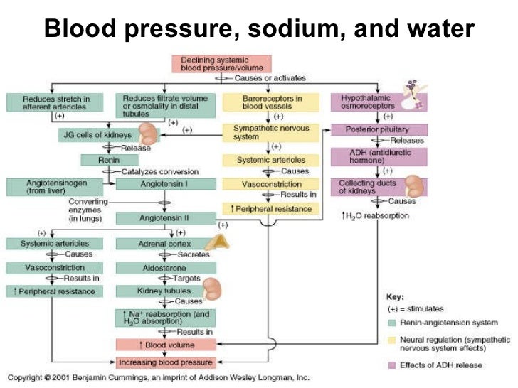 Acid base balance + fluid balance