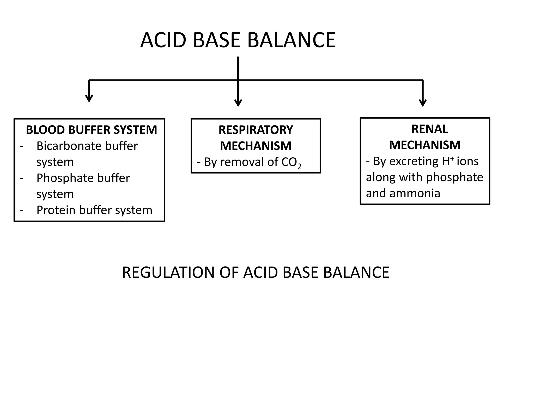 ACID BASE BALANCE presentation.......... | PPTX