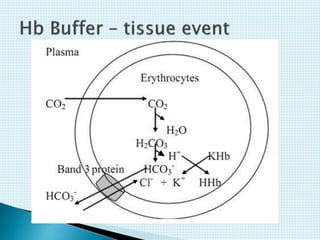 Acid base balance simplified | PPTX