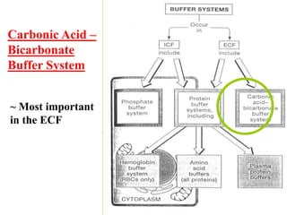 Acid base balance slides-biochemistry.ppt