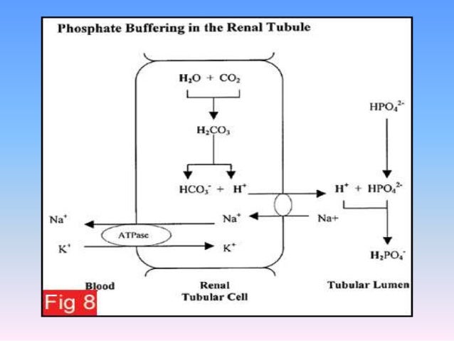 Acidosis and alkalosis