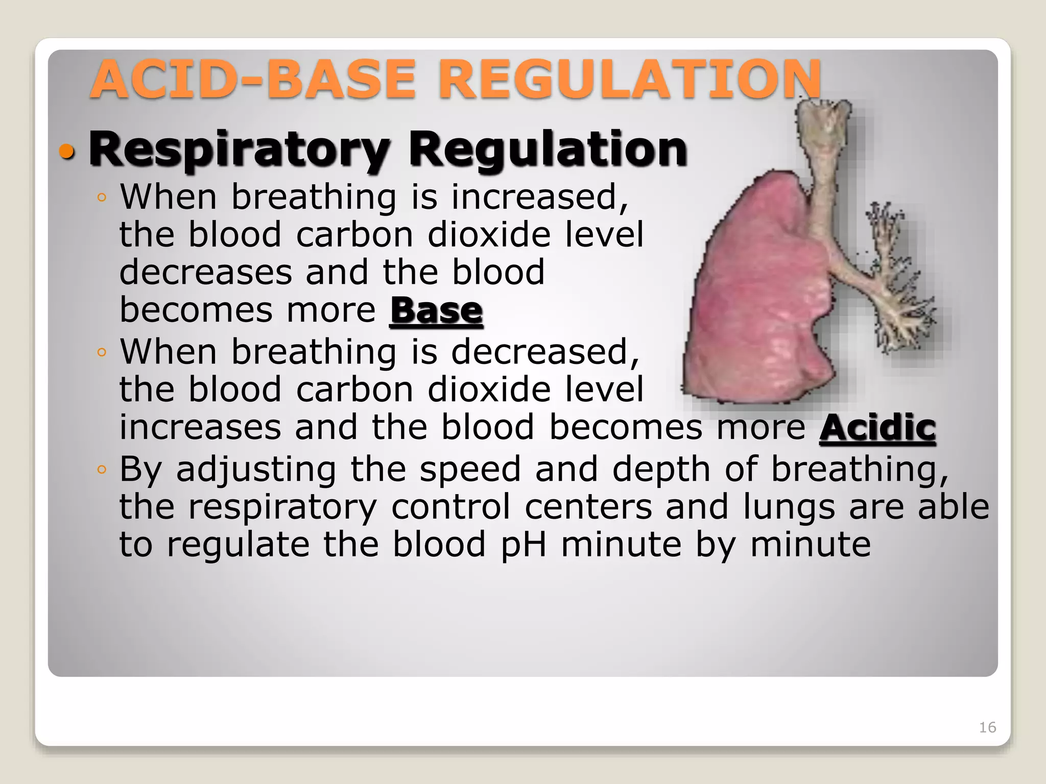 Acid base balance | PPTX | Lung and Respiratory Health | Diseases and ...