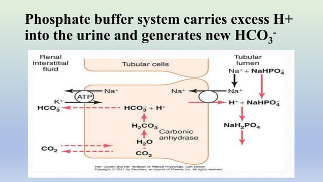 Acid, base, pH and buffers in the body | PPT