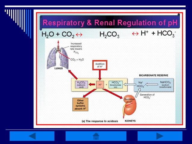 AcidBaseTutorial.ppt