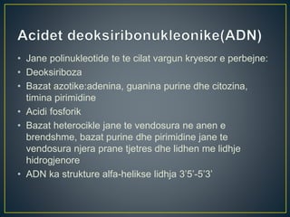Acidet nukleike | PPTX