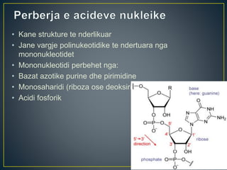 Acidet nukleike | PPTX