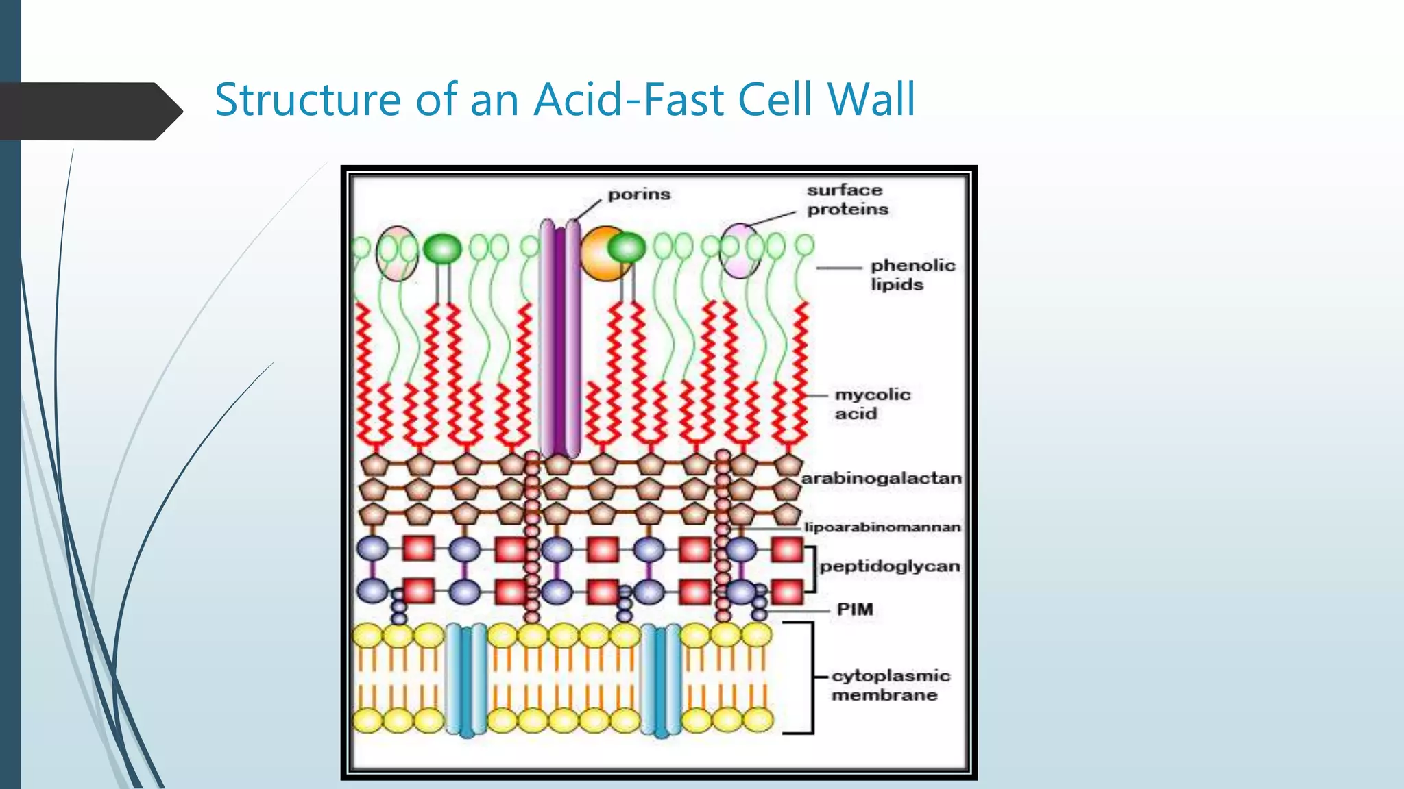 Acid fast bacteria and acid fast staining | PPTX