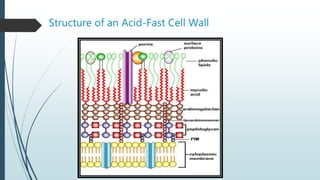 Acid fast bacteria and acid fast staining | PPTX