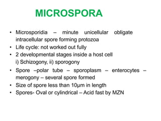 Acid fast parasites | PPTX