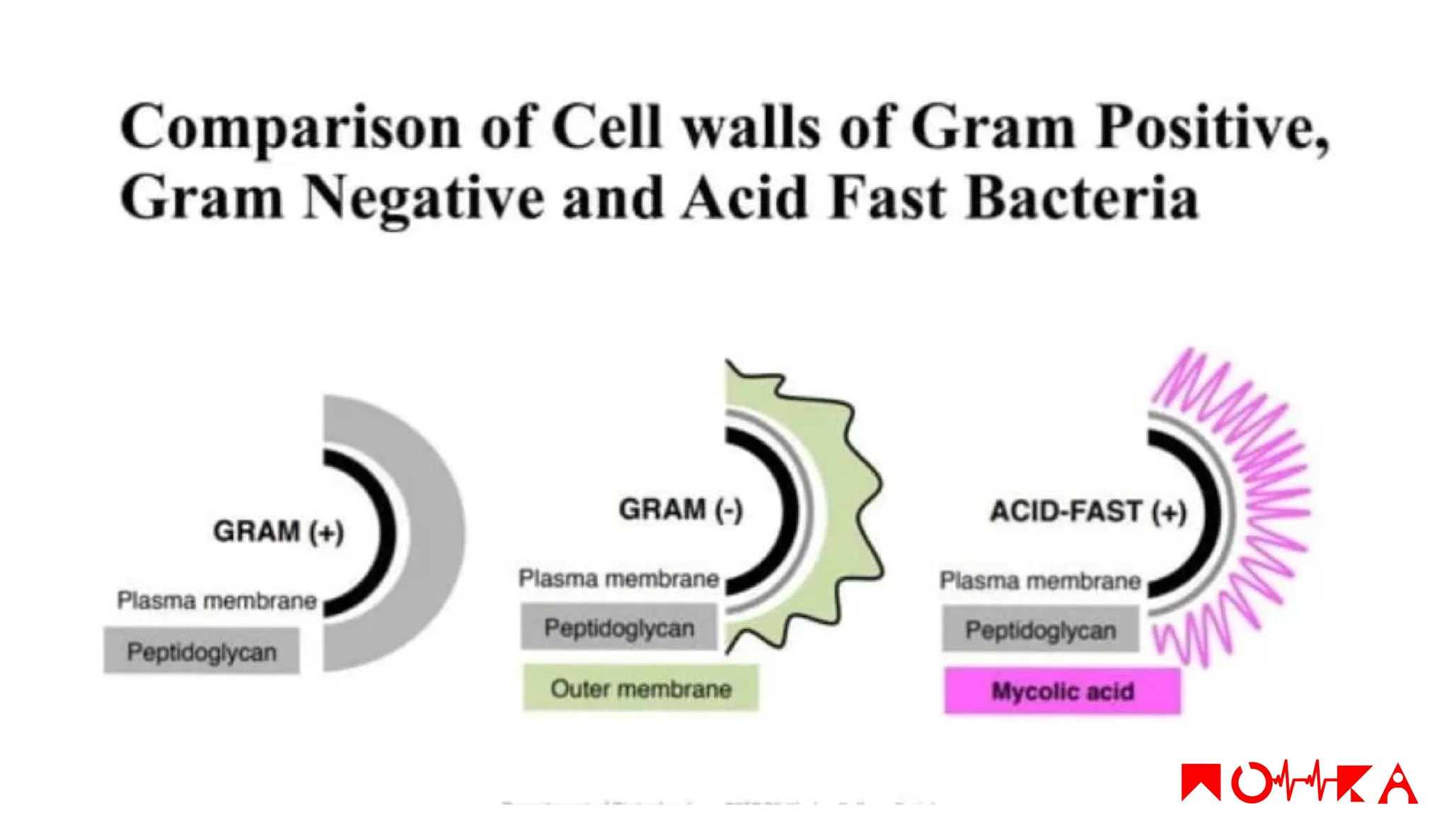 Acid fast staining / ppt. From - Mohra Medical Class | PPT