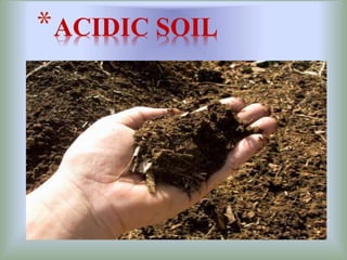 Acidic soil (IGKV RAIPUR C.G) | PPT