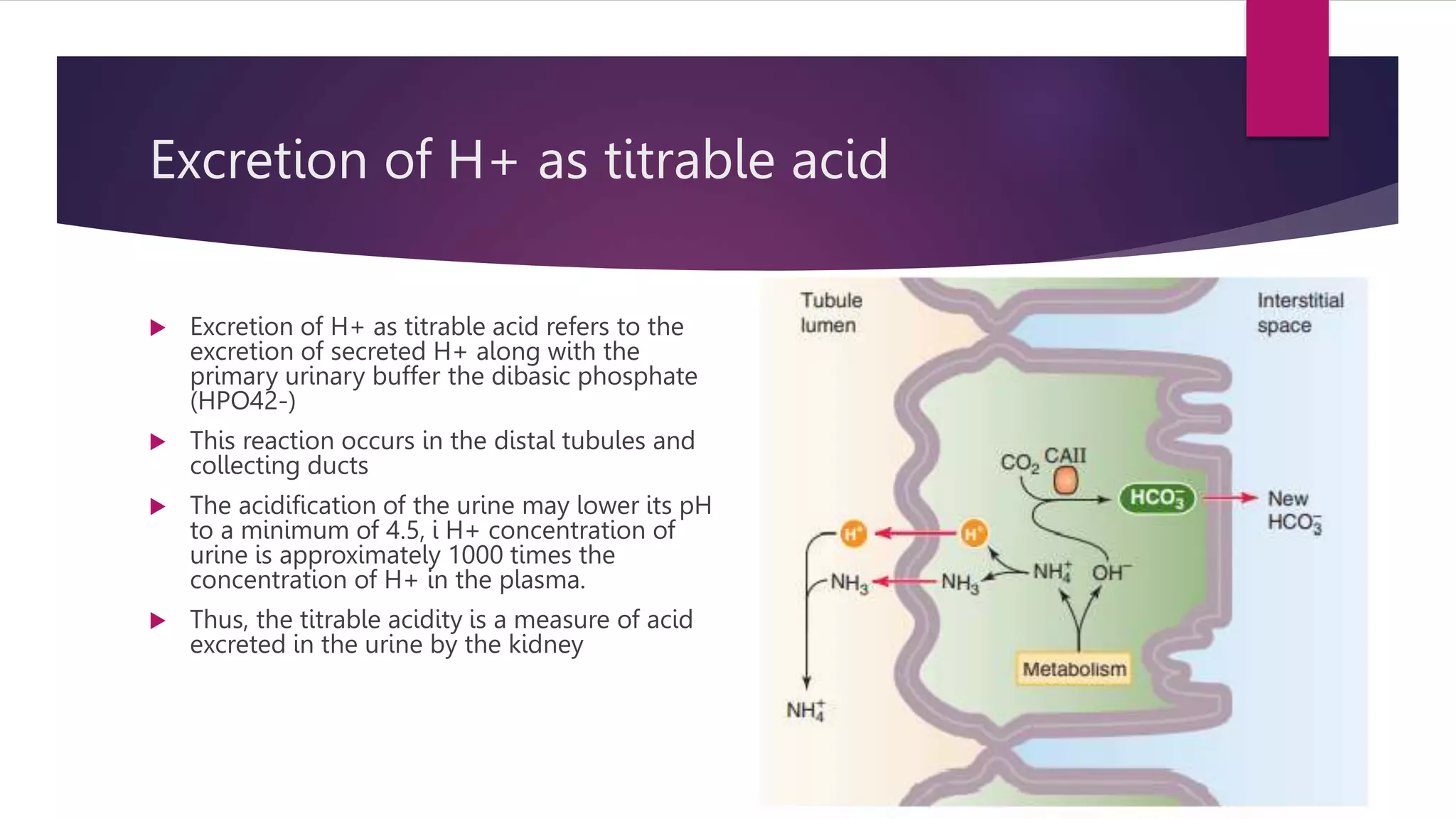Acidification of urine.pptx