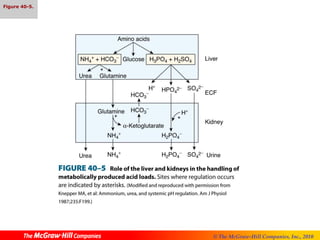 Acidification of urine - physiology of urinary system | PPT