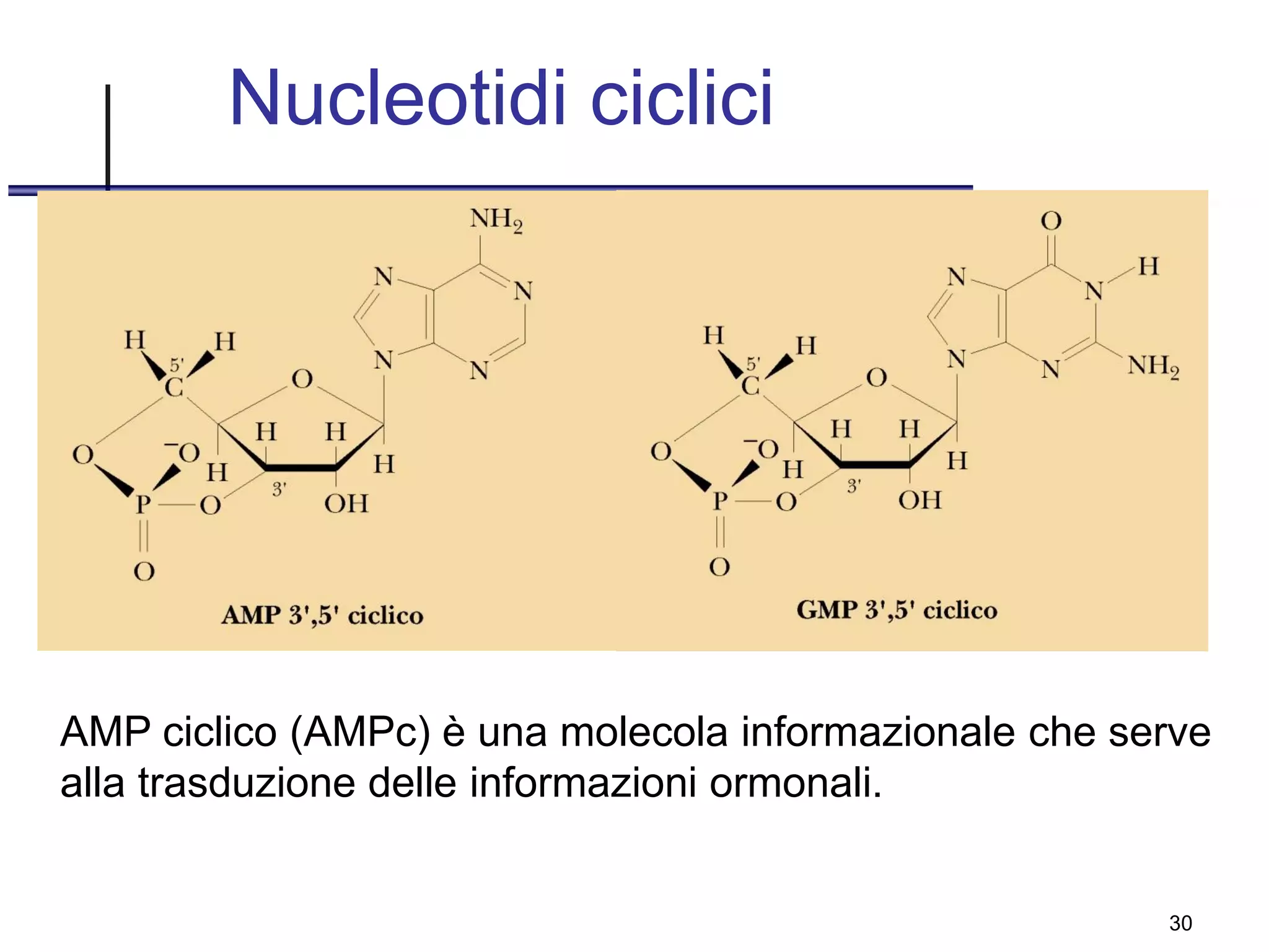 acidi nucleici.pdf