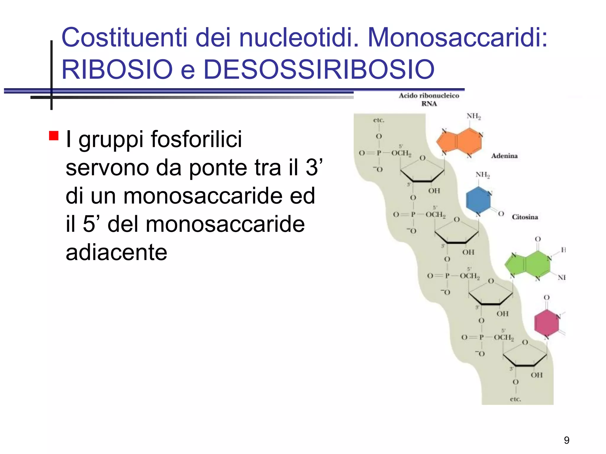 acidi nucleici.pdf