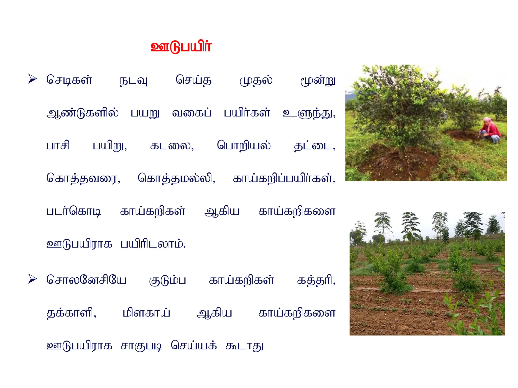 acid lime Cultivation and management to farmers | PDF
