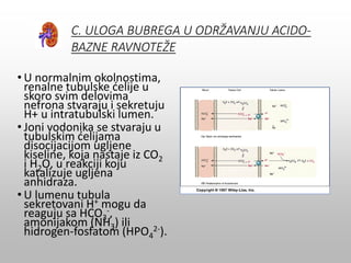 Acidobazna ravnoteza | PDF