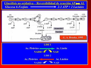 Acido lactico | PDF