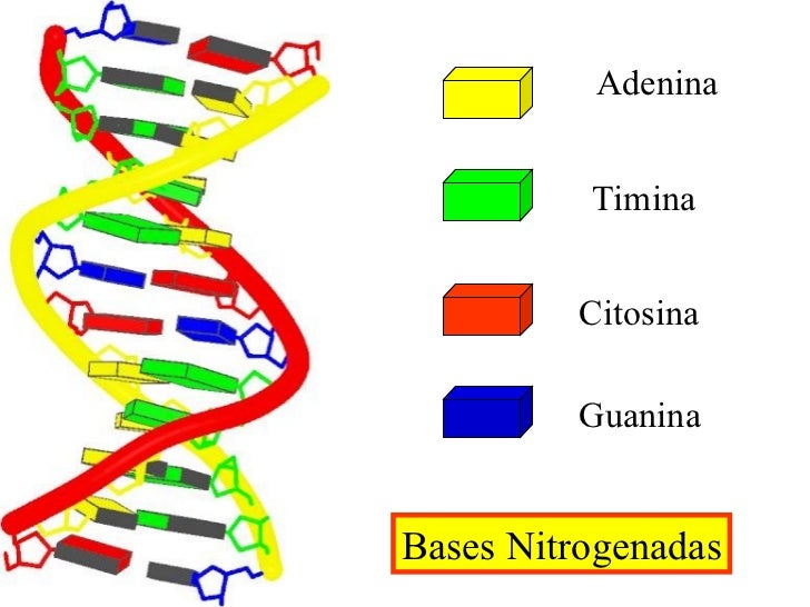 Acidos Nucleicos