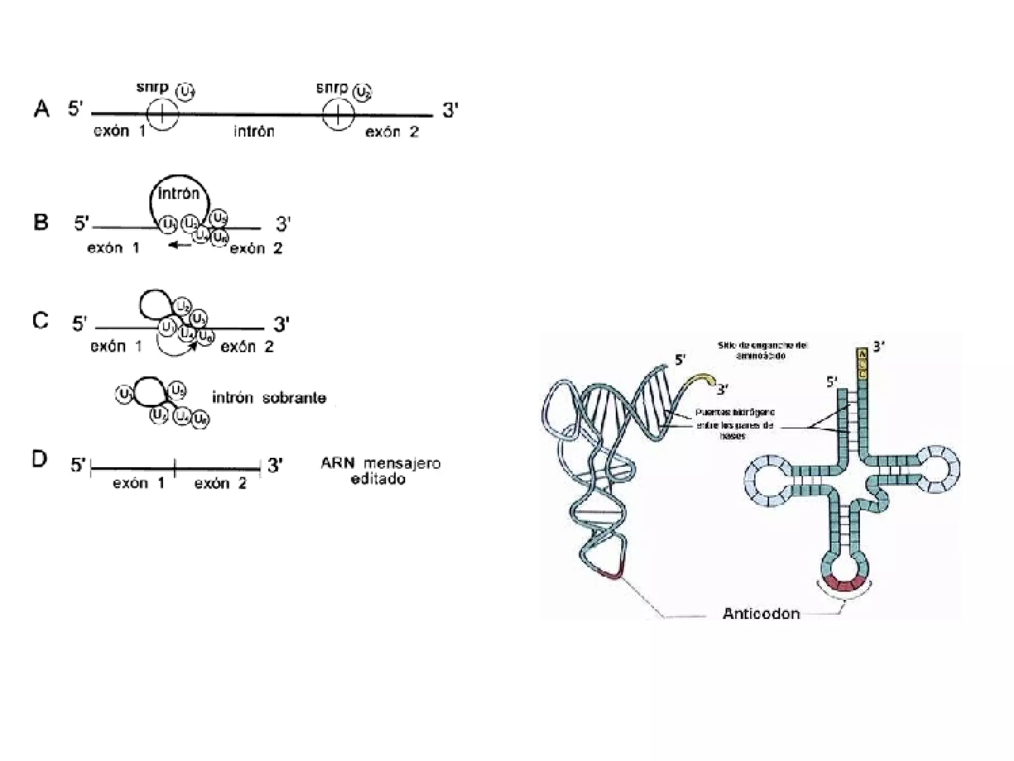 Ácidos nucleicos y síntesis de proteínas | PPT | Genetics | Science