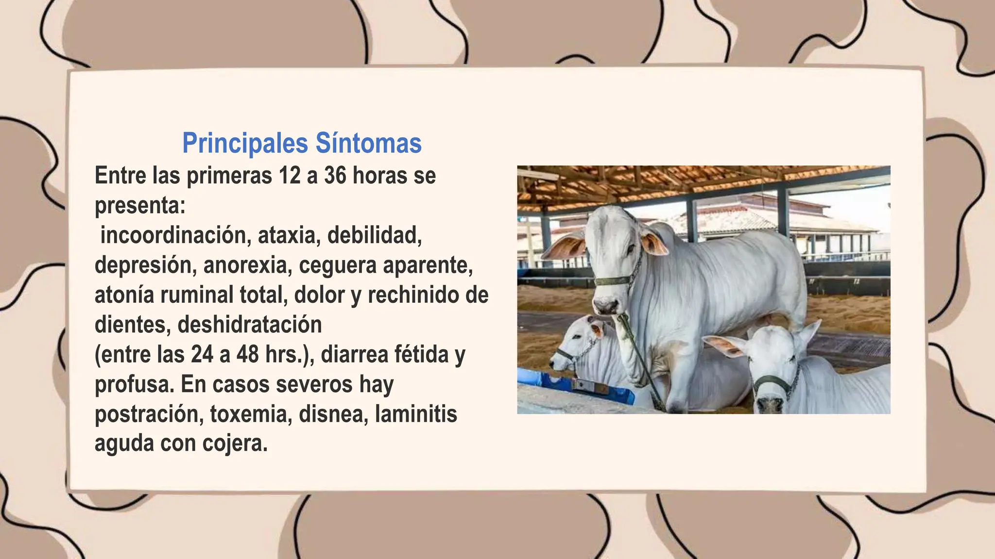 ACIDOSIS.BOVINA, CARACTERISTICAS, AGENTE CAUSAL Y TRATAMIENTO | PPTX