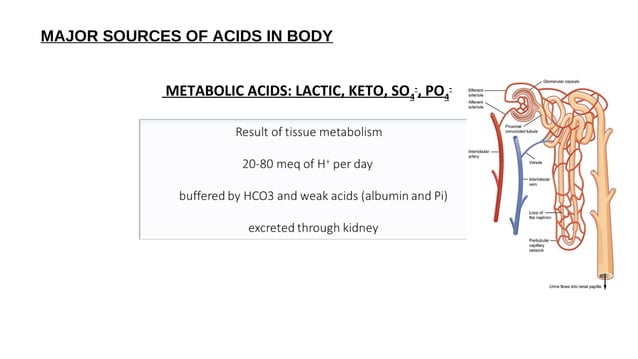 Acidosis and alkalosis | PPT | Chemistry | Science